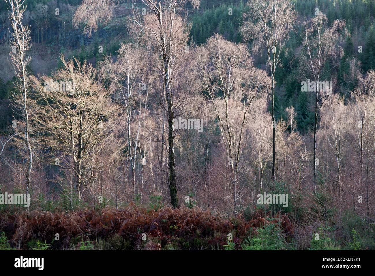 Winter colour from stems of tree branches and foliage in the Gwydyr ...