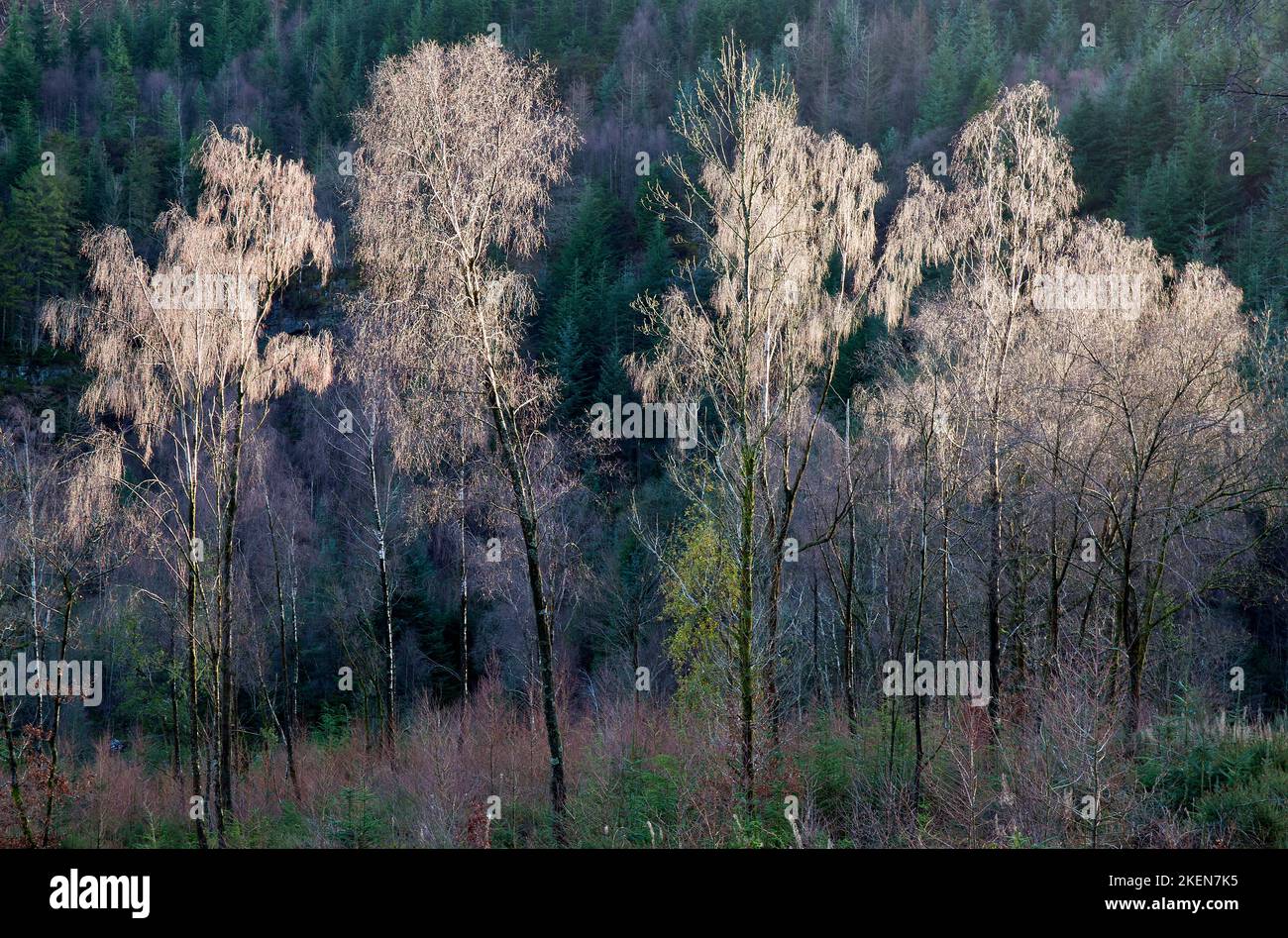 Birch forest in north wales hi-res stock photography and images - Alamy