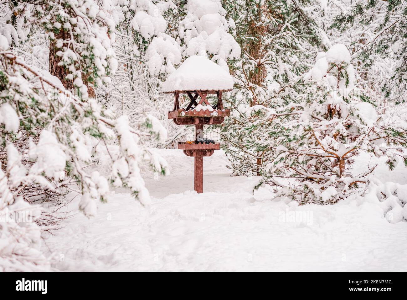 Winter, forest, park covered with fluffy snow, cold clear day. Large ...