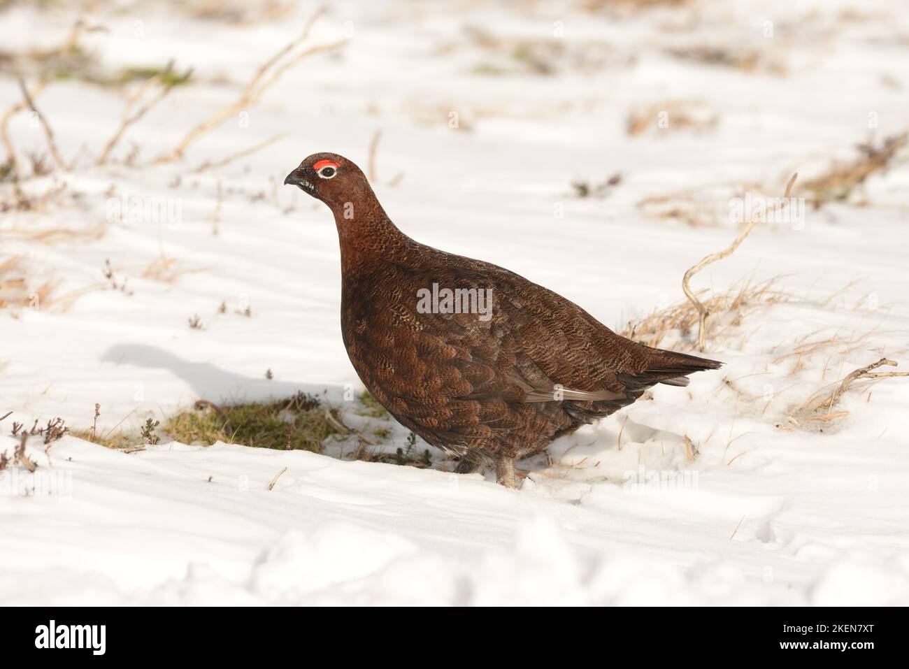 Snow habitat birds hi-res stock photography and images - Alamy