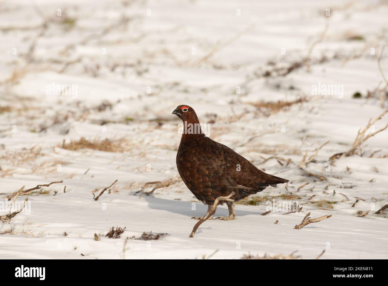 red grouse in snow Stock Photo - Alamy