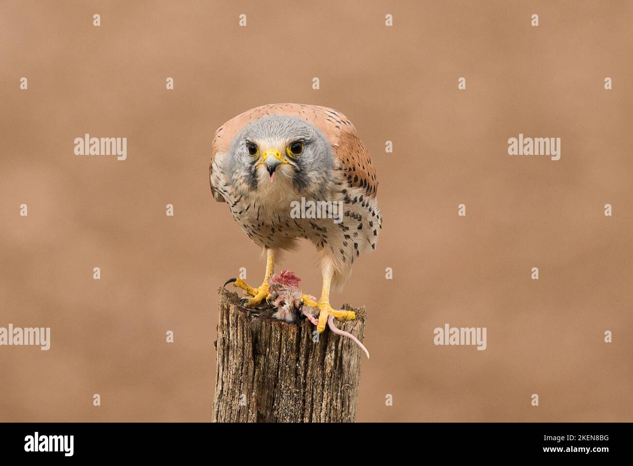 Common kestrel vole hi-res stock photography and images - Alamy