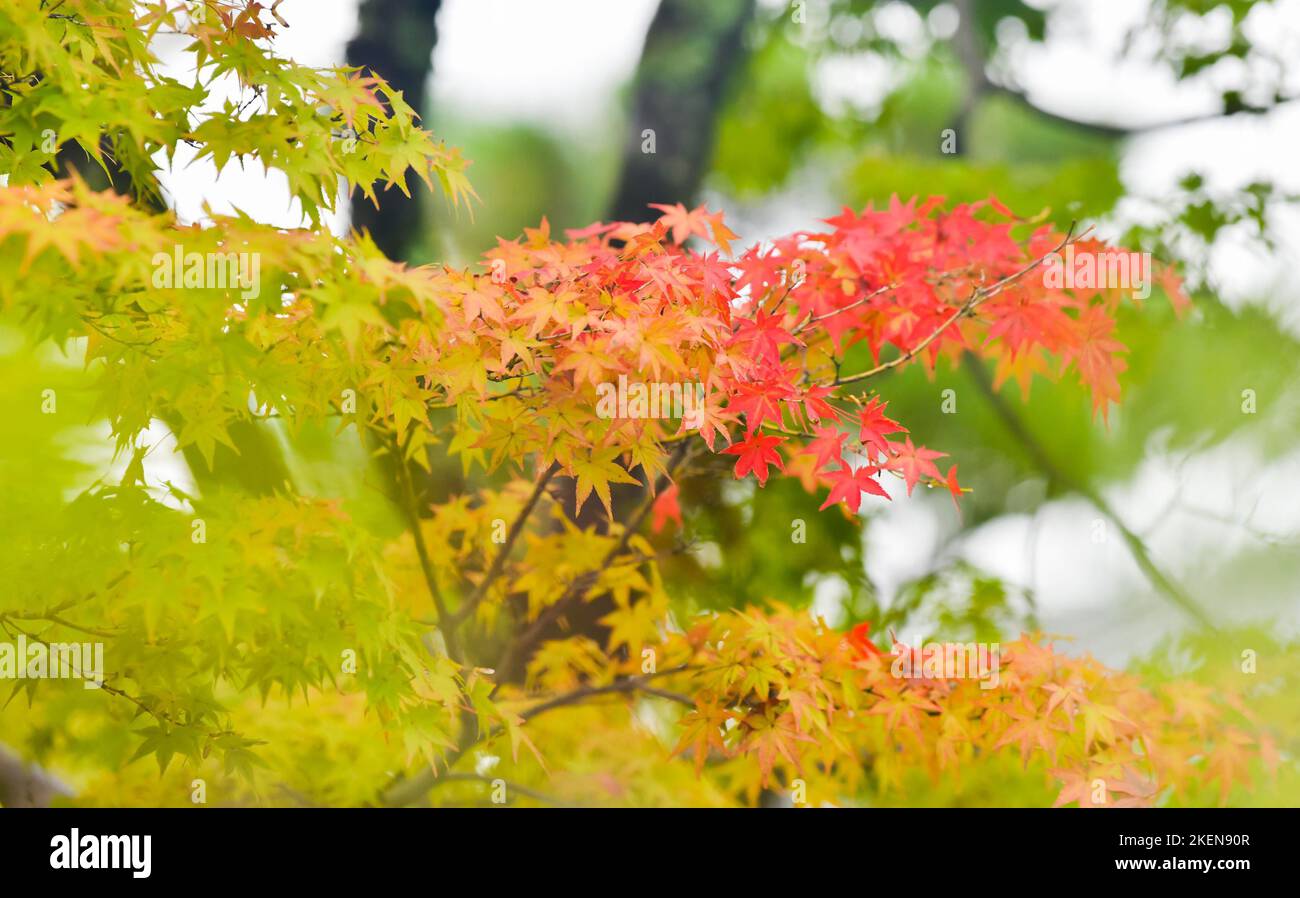 A closeup of the part of the tree where the leaves turn red on a ...