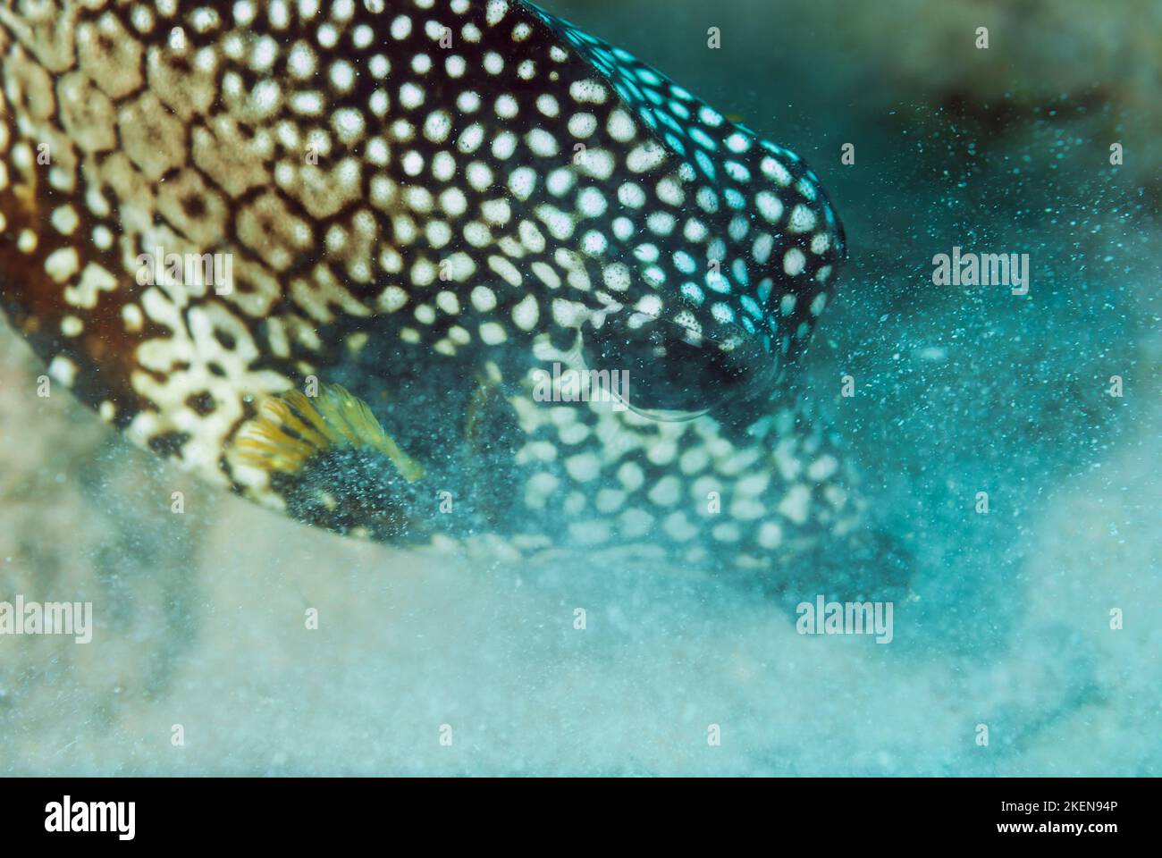 Smooth trunkfish feeding in the sand off the tropical island of Bonaire ...