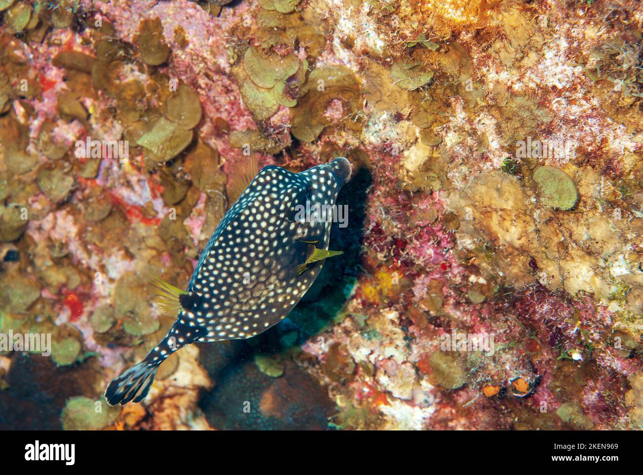 Smooth trunkfish on coral reef off the tropical island of Bonaire Stock ...