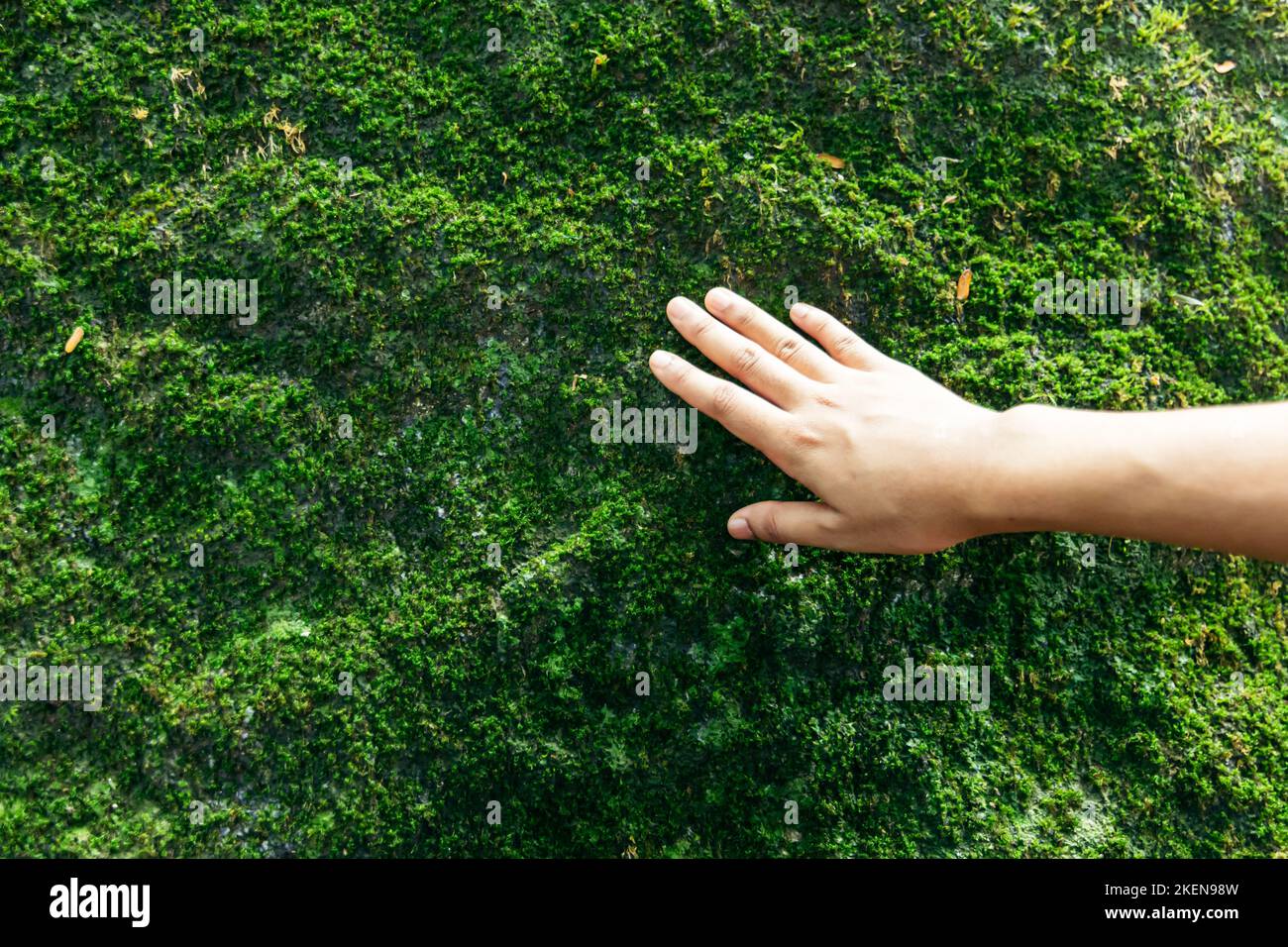 A person's hand touching moss in the forest Stock Photo - Alamy