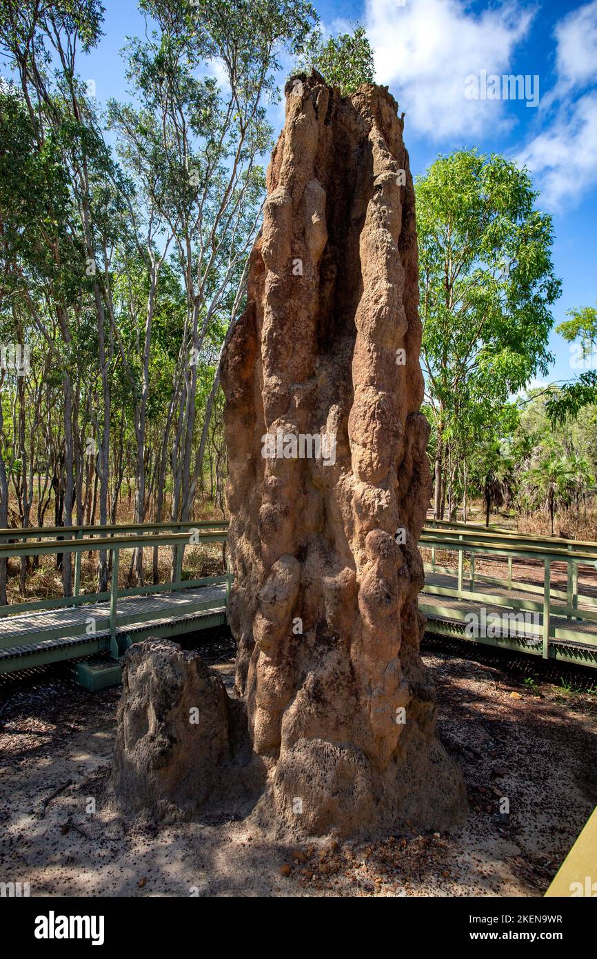Litchfield Cathedral Termite (Nasutitermes triodiae) Mounds, built in ...