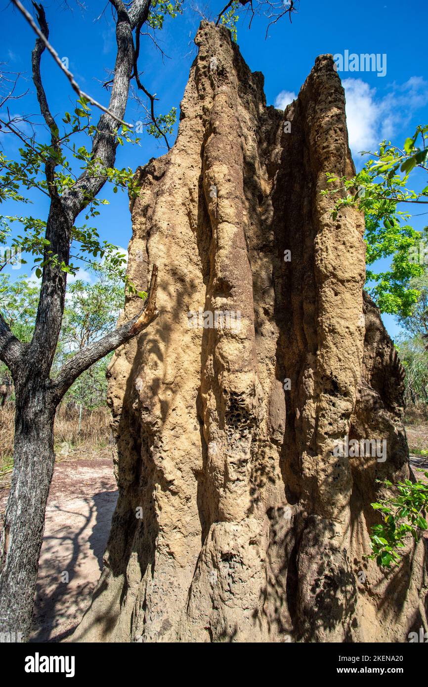 Litchfield Cathedral Termite (Nasutitermes triodiae) Mounds, built in ...