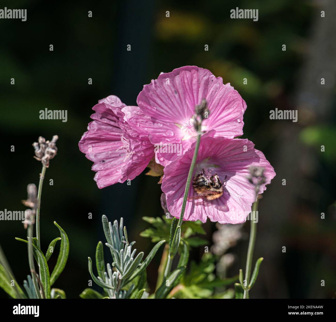 A closeup shot of bee in a pink blooming flower with green plants below ...