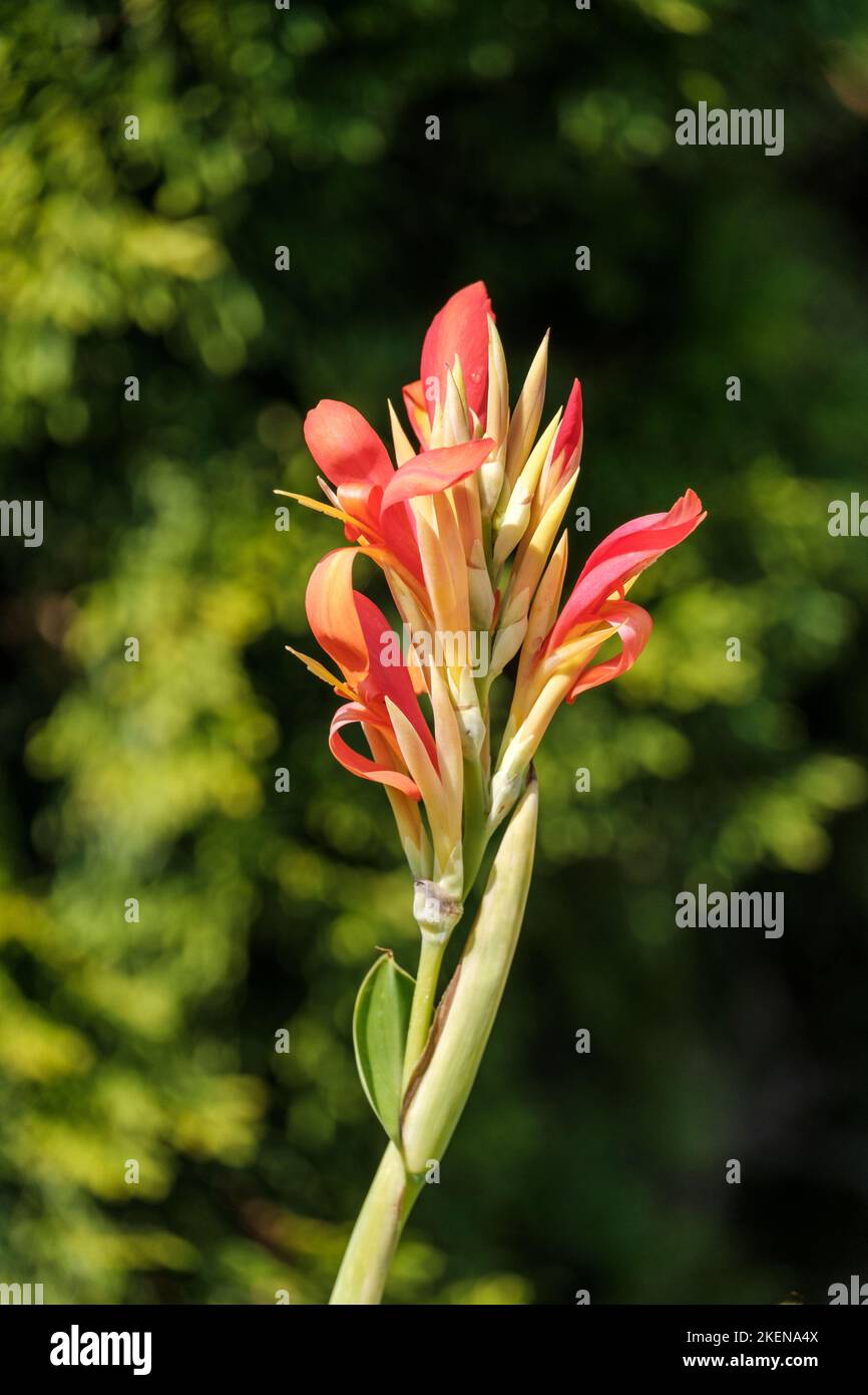 A vertical shot of Canna plant under sunlight on bokeh greenery ...