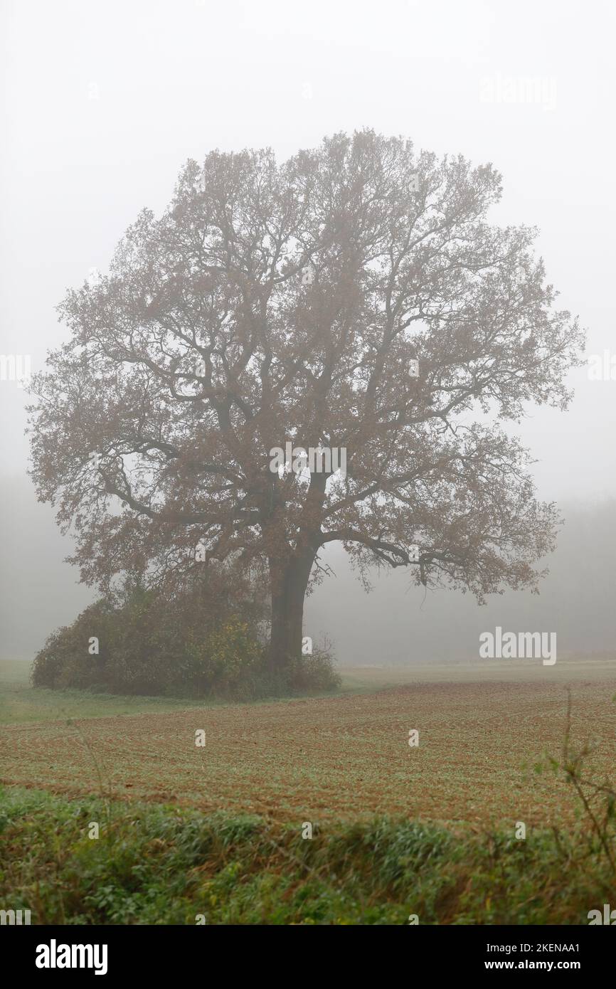A stately oak tree in a field in the November fog in Lower Austria's ...