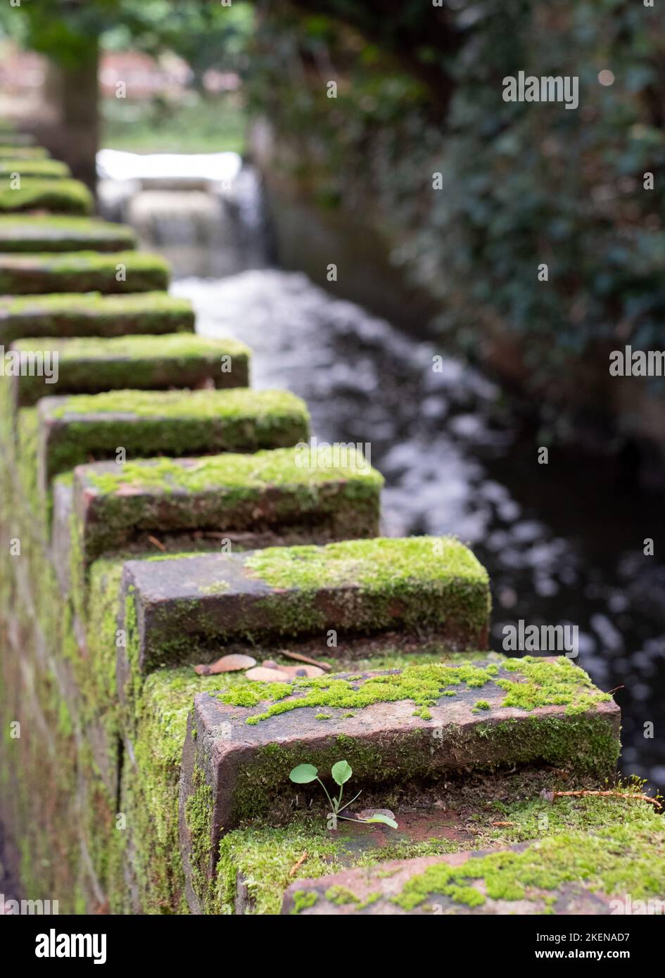 Moss covered bricks run alongside the water at Mill Walk, Mill Quay ...