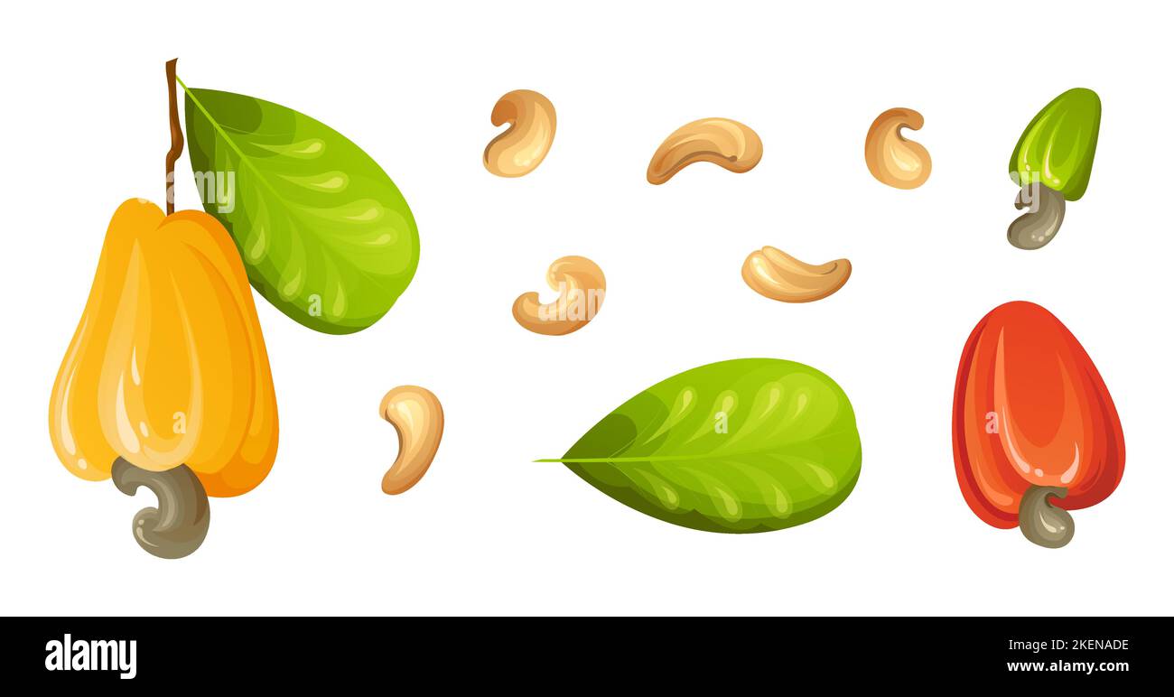Red cashew nut. Unripe and ripe exotic yellow fruit with green leaves ...