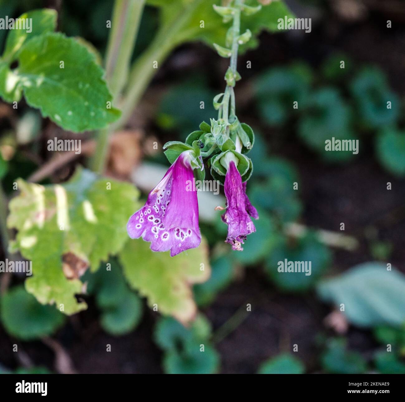 A closeup of purple withered roses against greenery blurred background ...