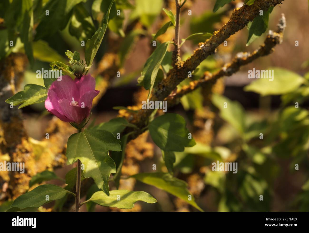 A purple flower blooming with green leaves Stock Photo - Alamy