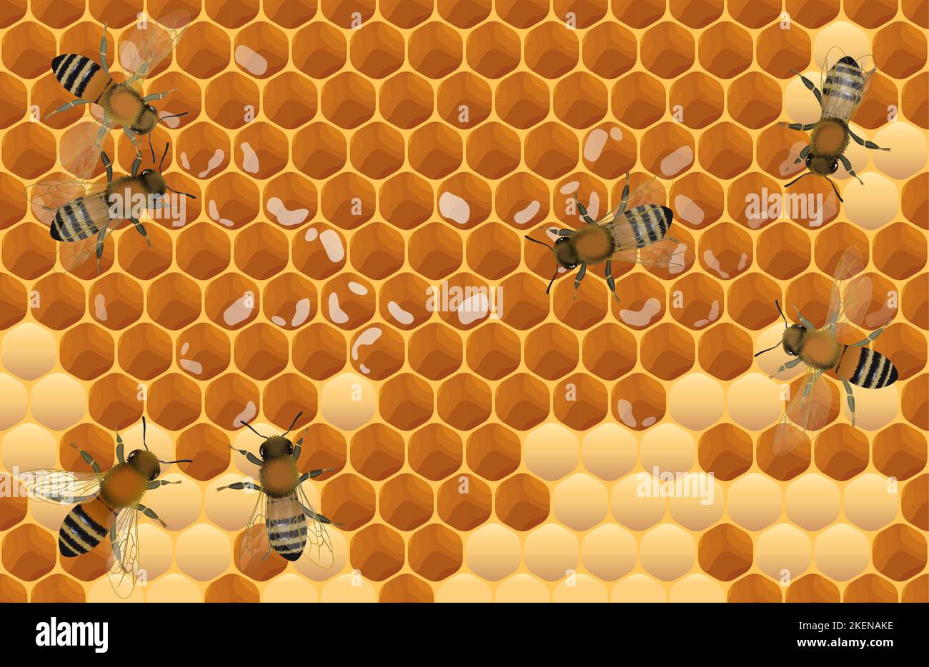 Closeup bee on yellow Stock Vector Images - Alamy