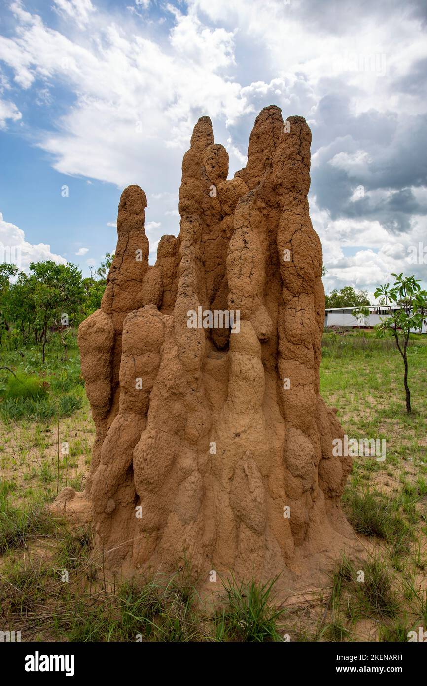 Litchfield Cathedral Termite (Nasutitermes triodiae) Mounds, built in ...