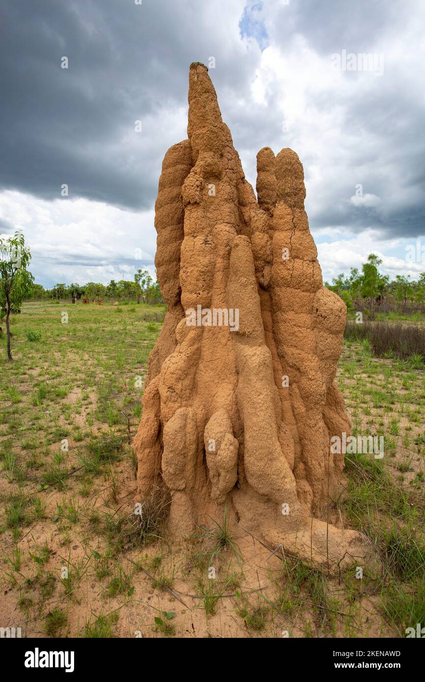 Litchfield Cathedral Termite (Nasutitermes triodiae) Mounds, built in ...