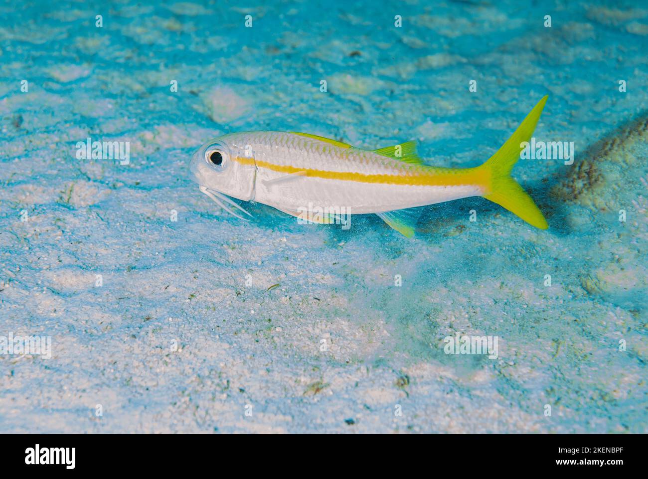 A Yellowfin goatfish Mulloidichthys vanicolensis swimming in the ...