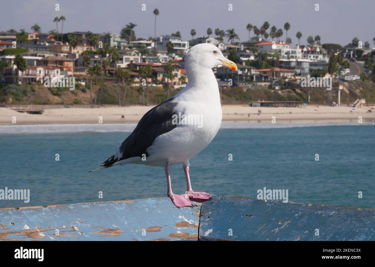 Seagull on pier in oceanside hi-res stock photography and images - Alamy