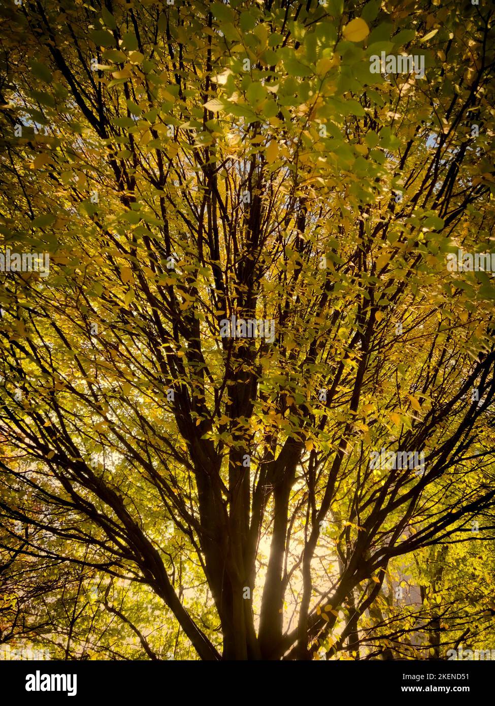 Gold birch tree hi-res stock photography and images - Alamy