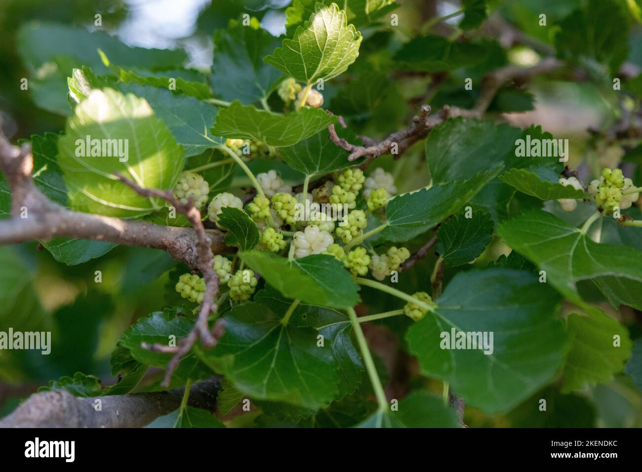 A wild mulberry tree in the garden Stock Photo - Alamy