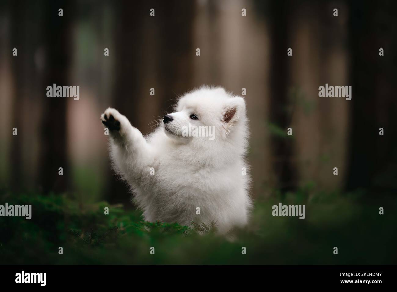 A closeup shot of a white samoyed puppy Stock Photo - Alamy