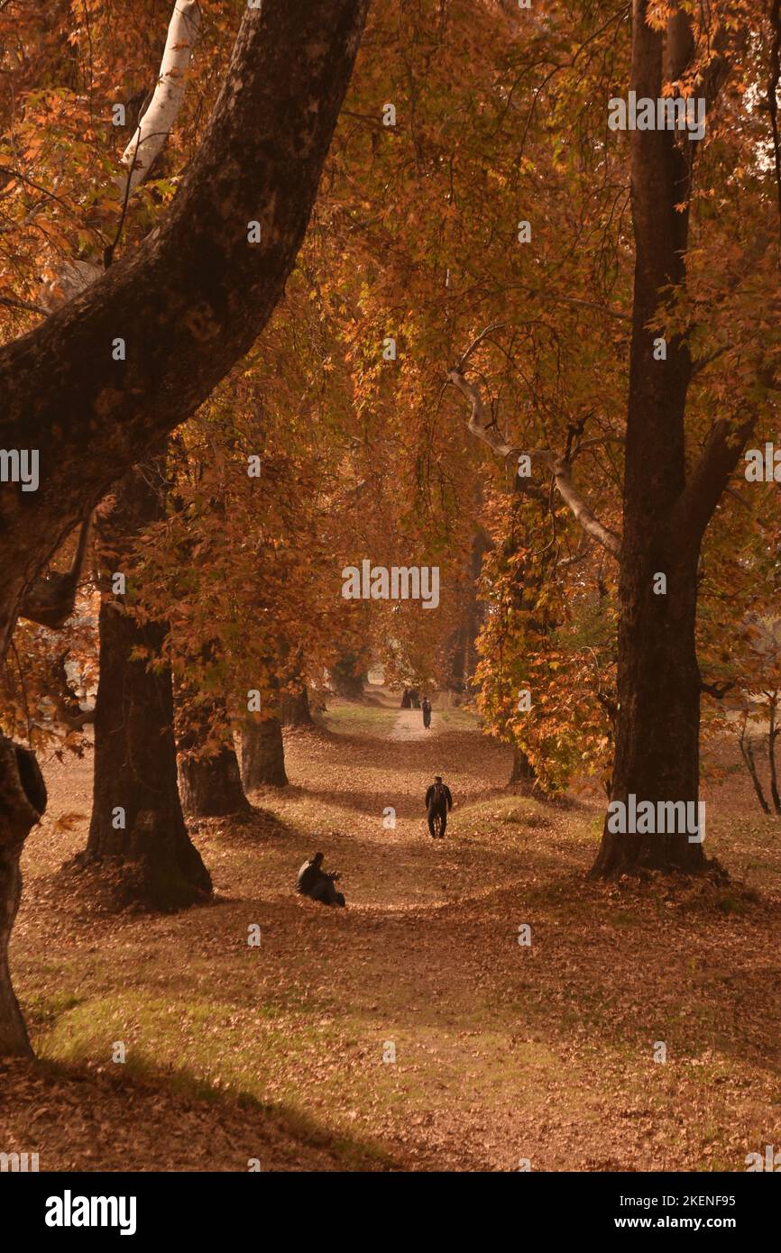 (11/12/2022) A man walks on fallen leaves of the maple trees inside a ...
