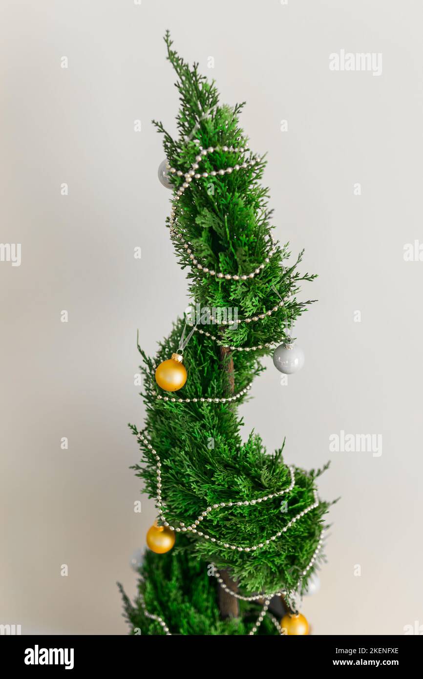 Indoor cypress or thuja in pot is decorating balls like Christmas tree ...