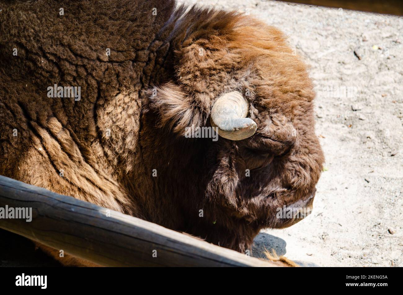 The bison costs in the shelter of a zoo, a side view not isolated Stock ...