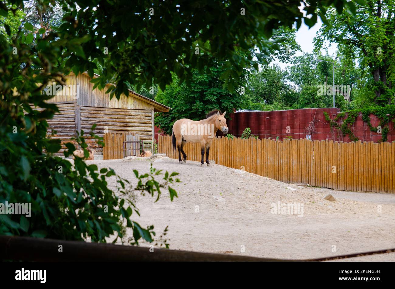 Przewalski's horse. Brown horses portrait. Animal face in profile. in ...