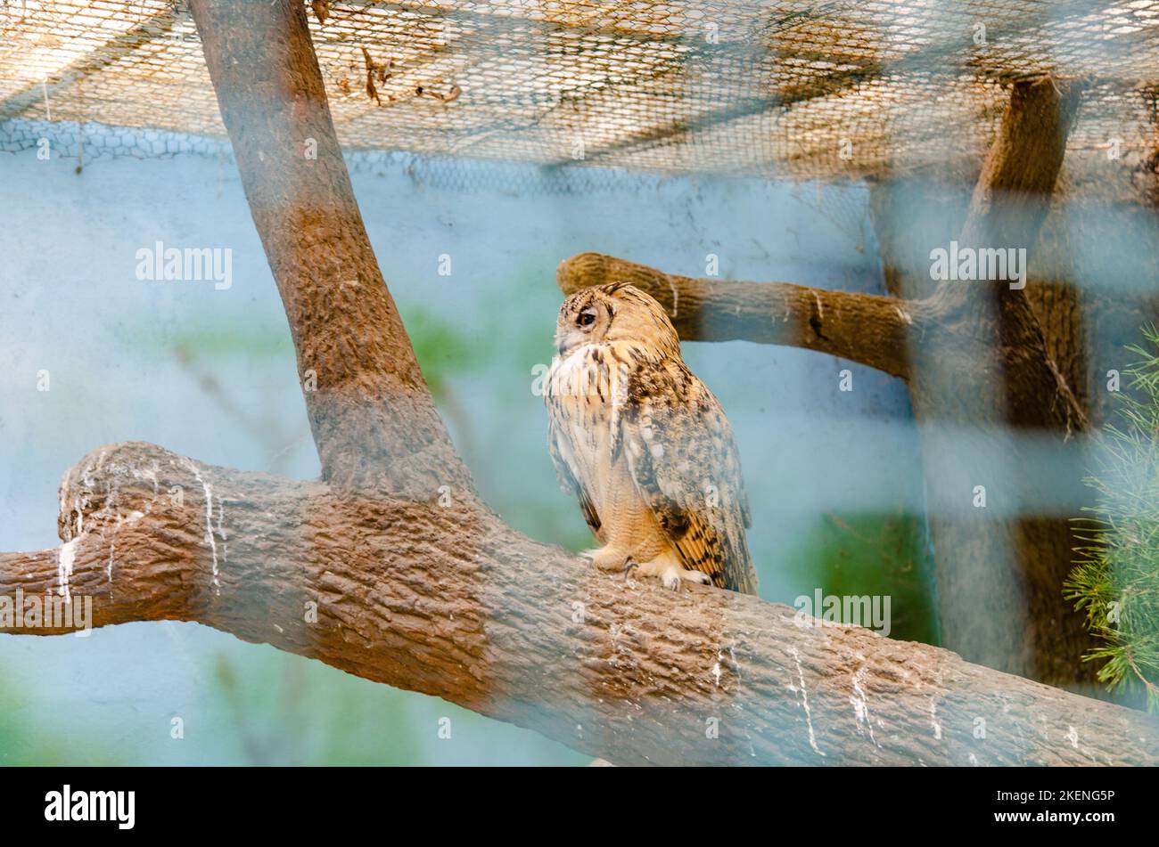 A barred owl resting on a wooden plank next to a cage wall on a summer ...
