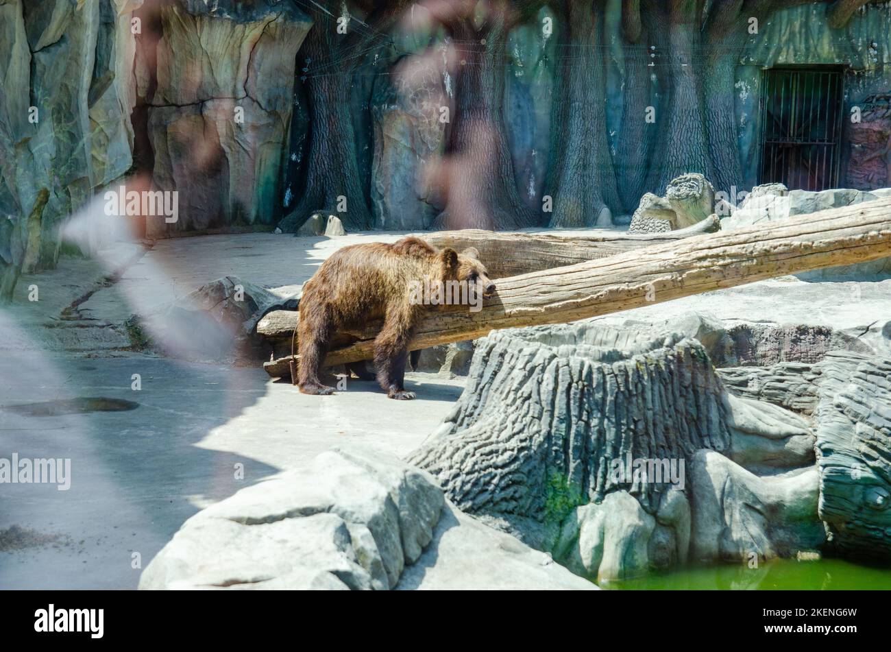 Animal rights. Friendly brown bear walking in zoo. Cute big bear stony ...
