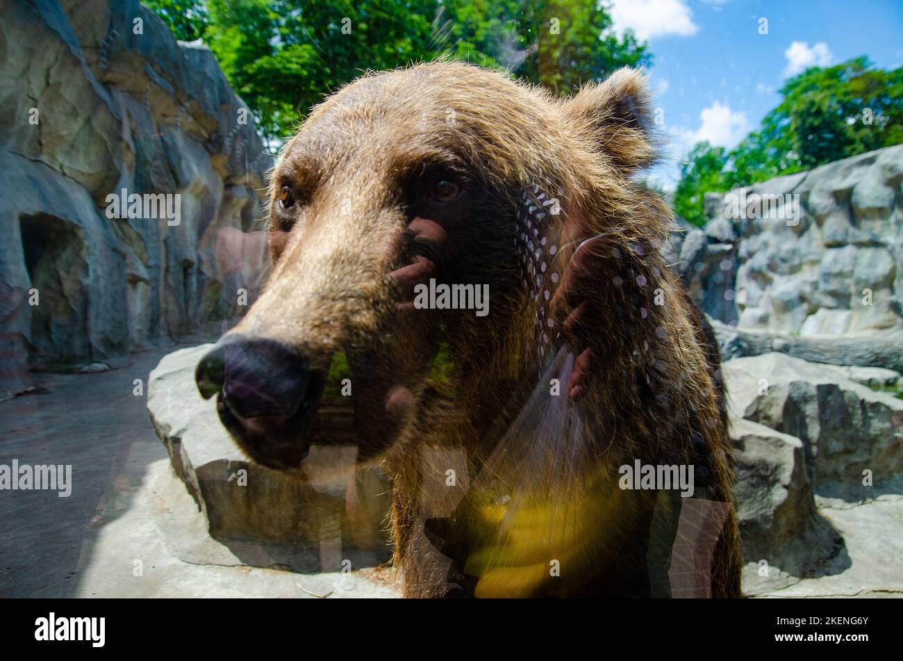 Animal rights. Friendly brown bear walking in zoo. Cute big bear stony ...