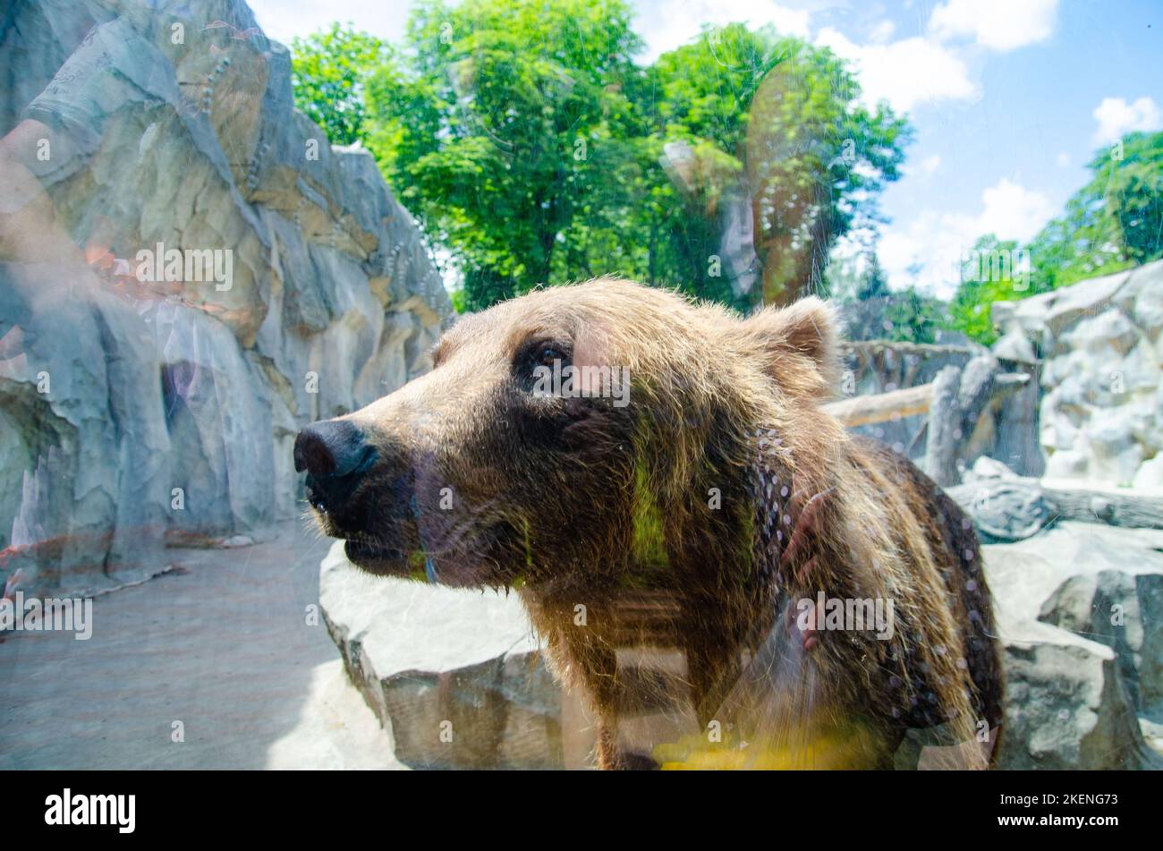 Animal rights. Friendly brown bear walking in zoo. Cute big bear stony ...