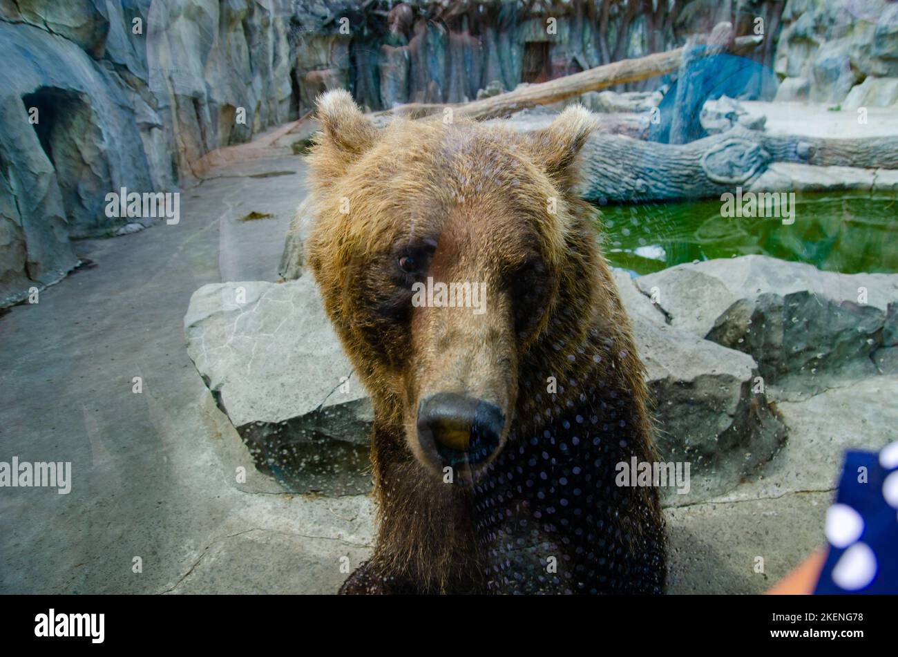 Animal rights. Friendly brown bear walking in zoo. Cute big bear stony ...