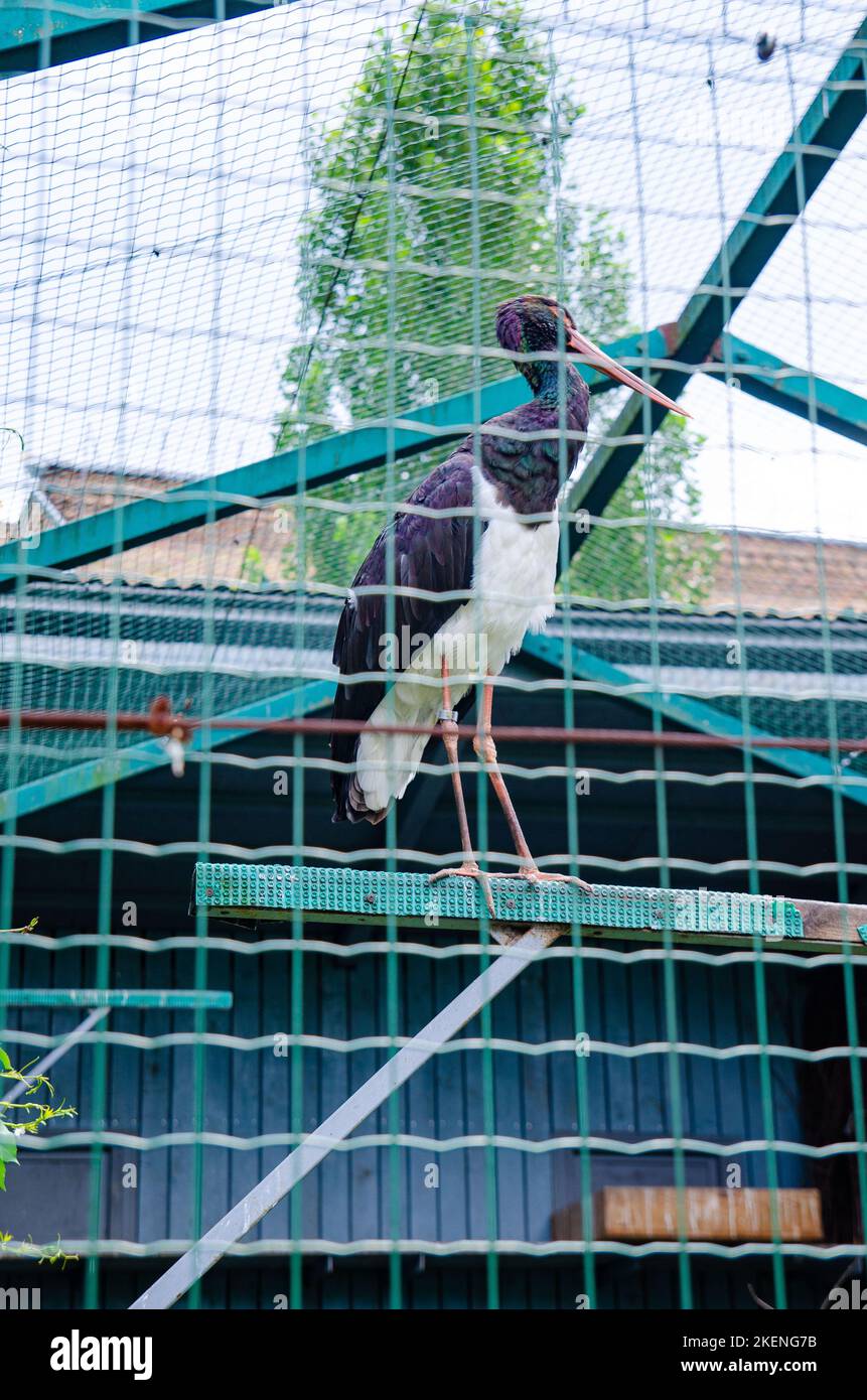 A beautiful great blue heron swallowing a big fish in swamp. An Ardea ...