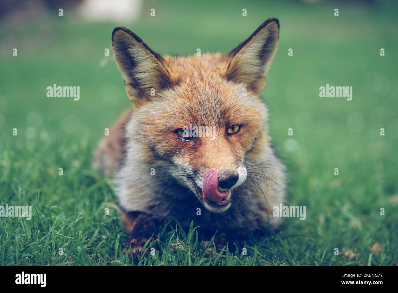 Red fox lying in the forest throtling with its tongue. Wild animal in ...