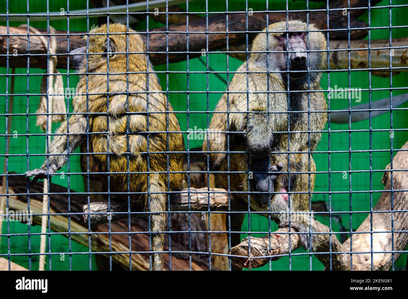 Zoo cage hi-res stock photography and images - Alamy