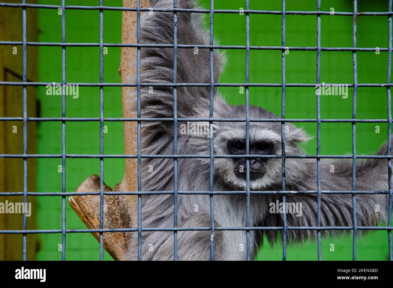 Zoo cage hi-res stock photography and images - Alamy