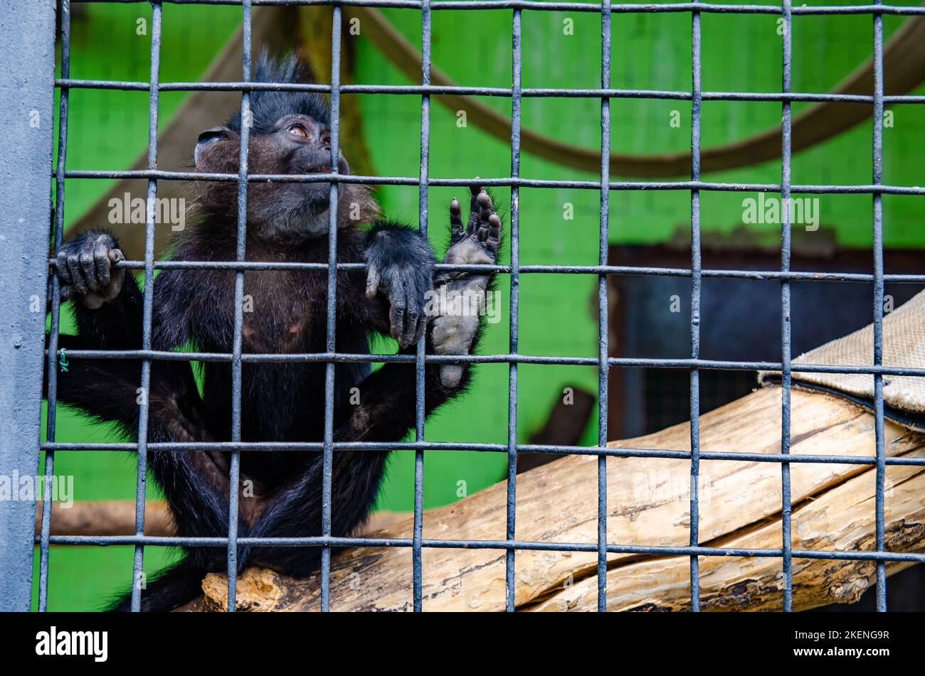 Zoo cage hi-res stock photography and images - Alamy