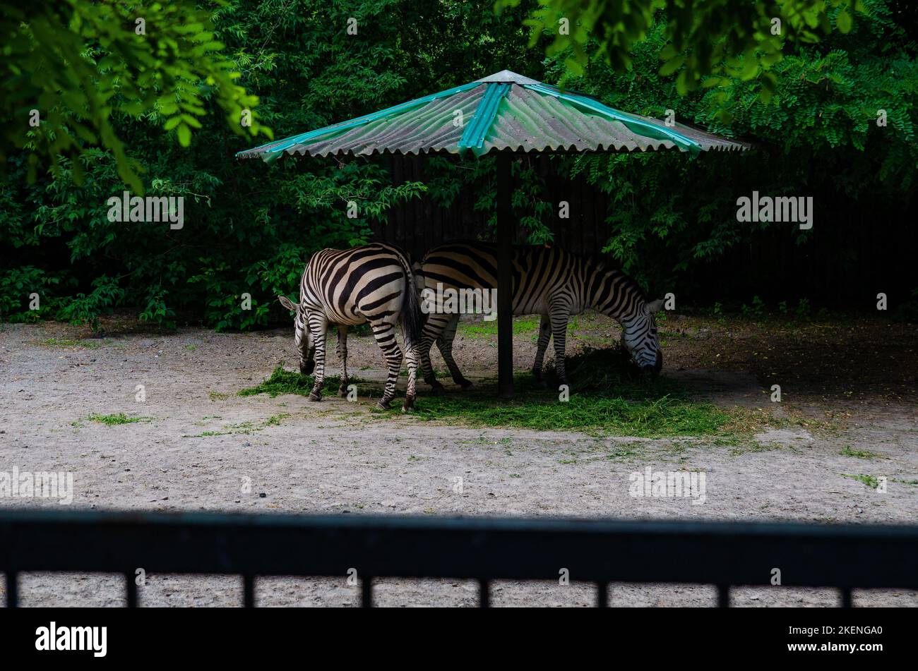 Wild zebra caged, animals in captivity, abuse Portret Stock Photo - Alamy