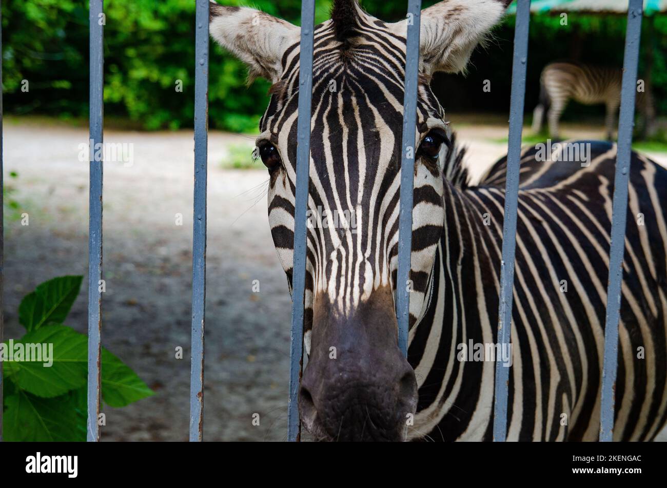 Wild zebra caged, animals in captivity, abuse Portret Stock Photo - Alamy