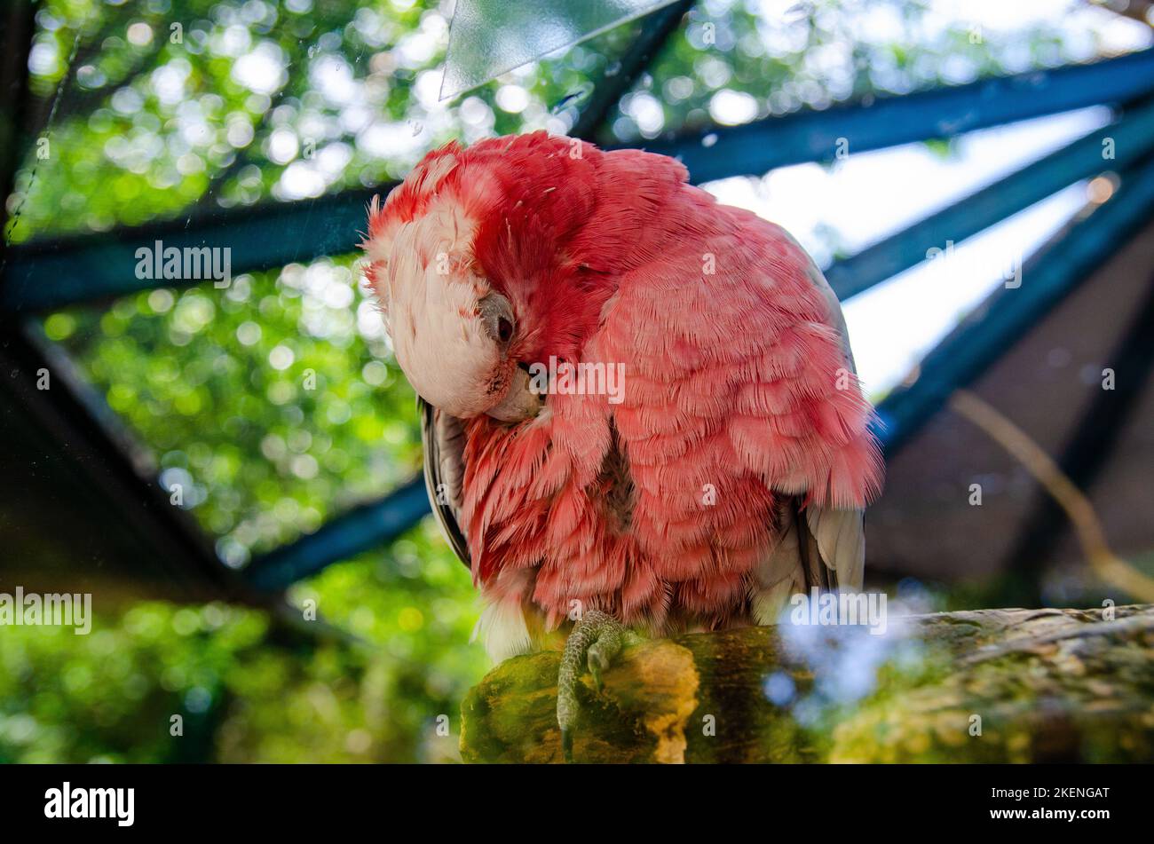 Red parrot Scarlet Macaw, Ara macao, bird sitting on the pal tree trunk ...