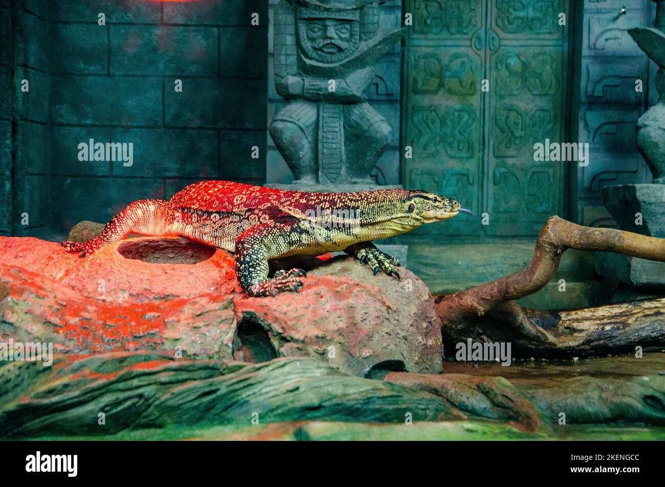 Monitor lizard with tongue out crawls forward Stock Photo - Alamy
