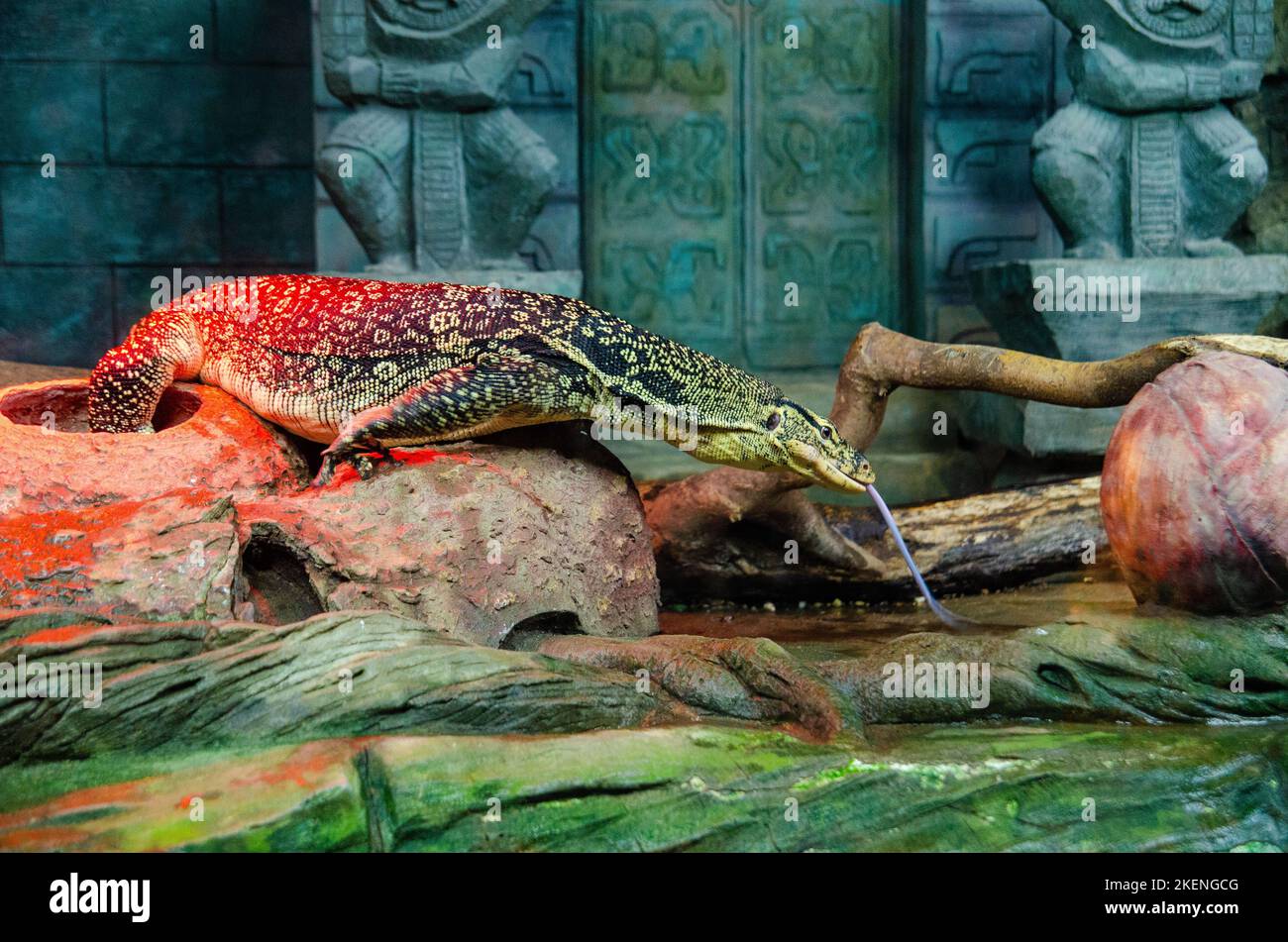 Monitor lizard with tongue out crawls forward Stock Photo - Alamy