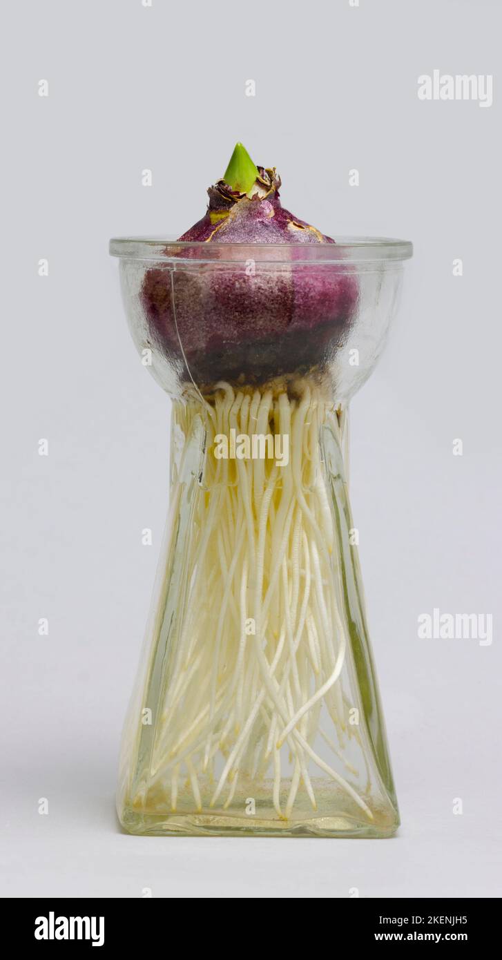 Bulbous roots hi-res stock photography and images - Alamy