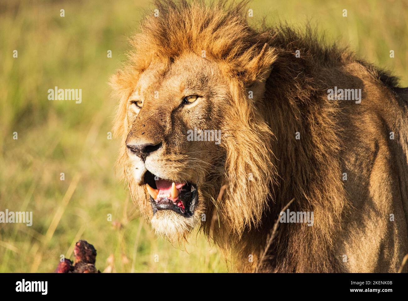 Savana lion hi-res stock photography and images - Alamy
