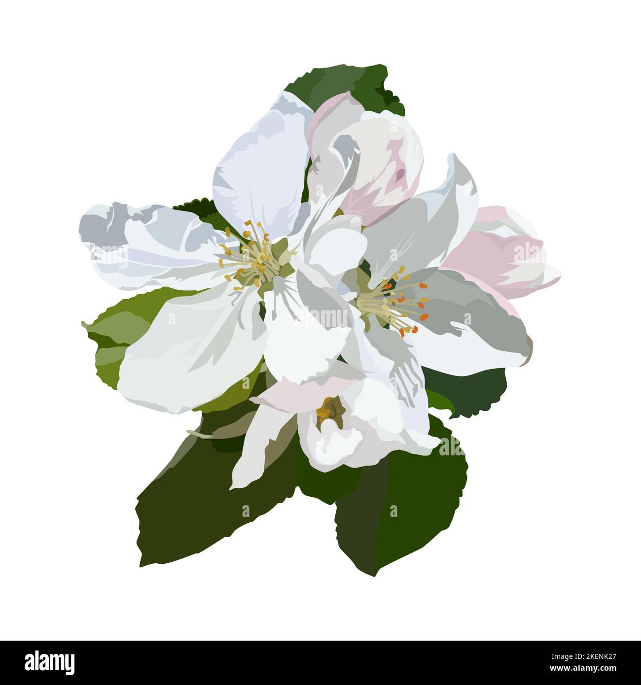 Beautiful branch apple tree bloom Stock Vector Images - Alamy