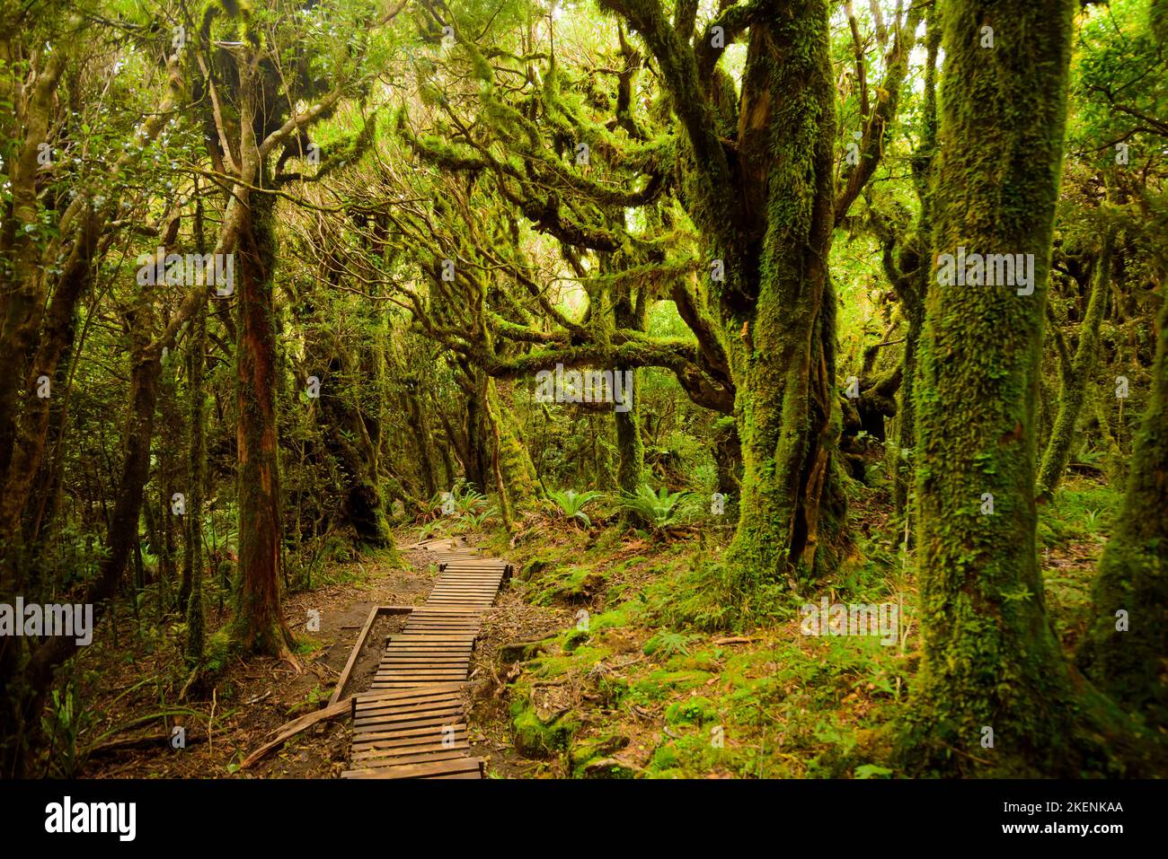 Taranaki wood hi-res stock photography and images - Alamy